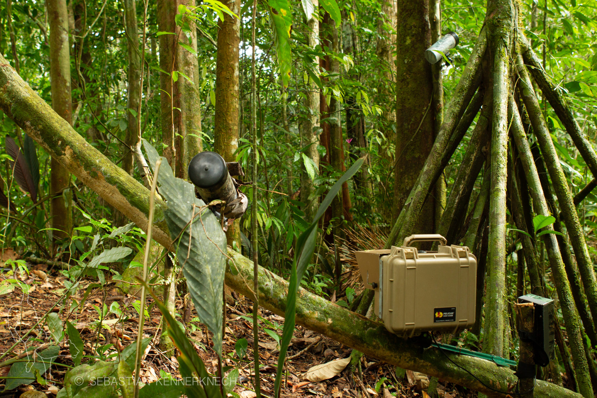 Camera Trapping Wild Cats | Voltaic Systems Blog